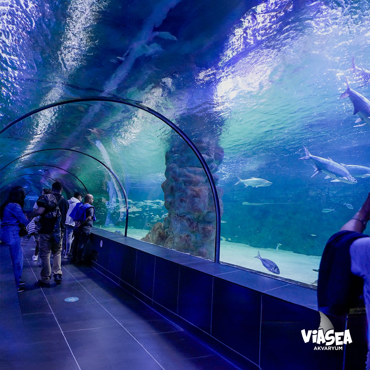 Viasea Akvaryum Bileti - Akvaryum Biletleri | Bilet.com